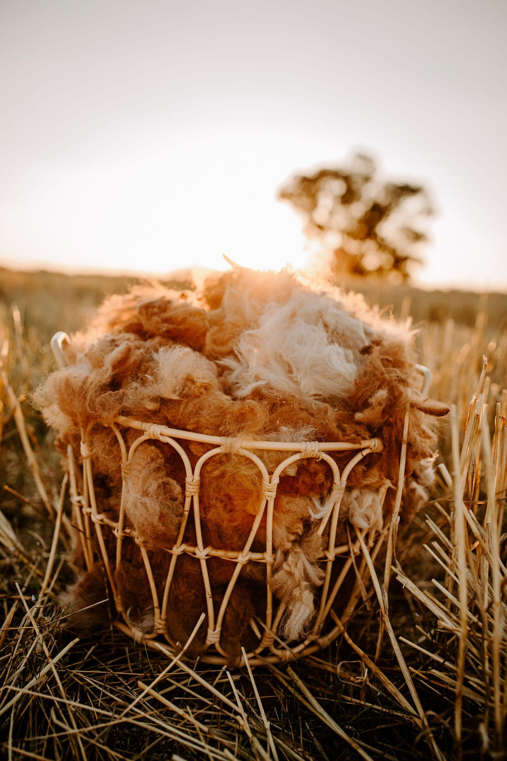 Quentin Park Alpacas & Studio Gallery